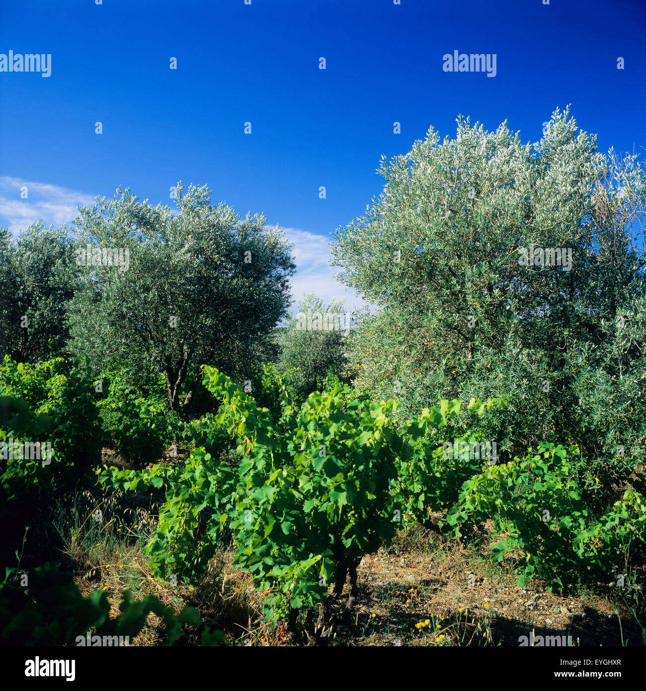 Olive tree grove nyons hi-res stock photography and images - Alamy