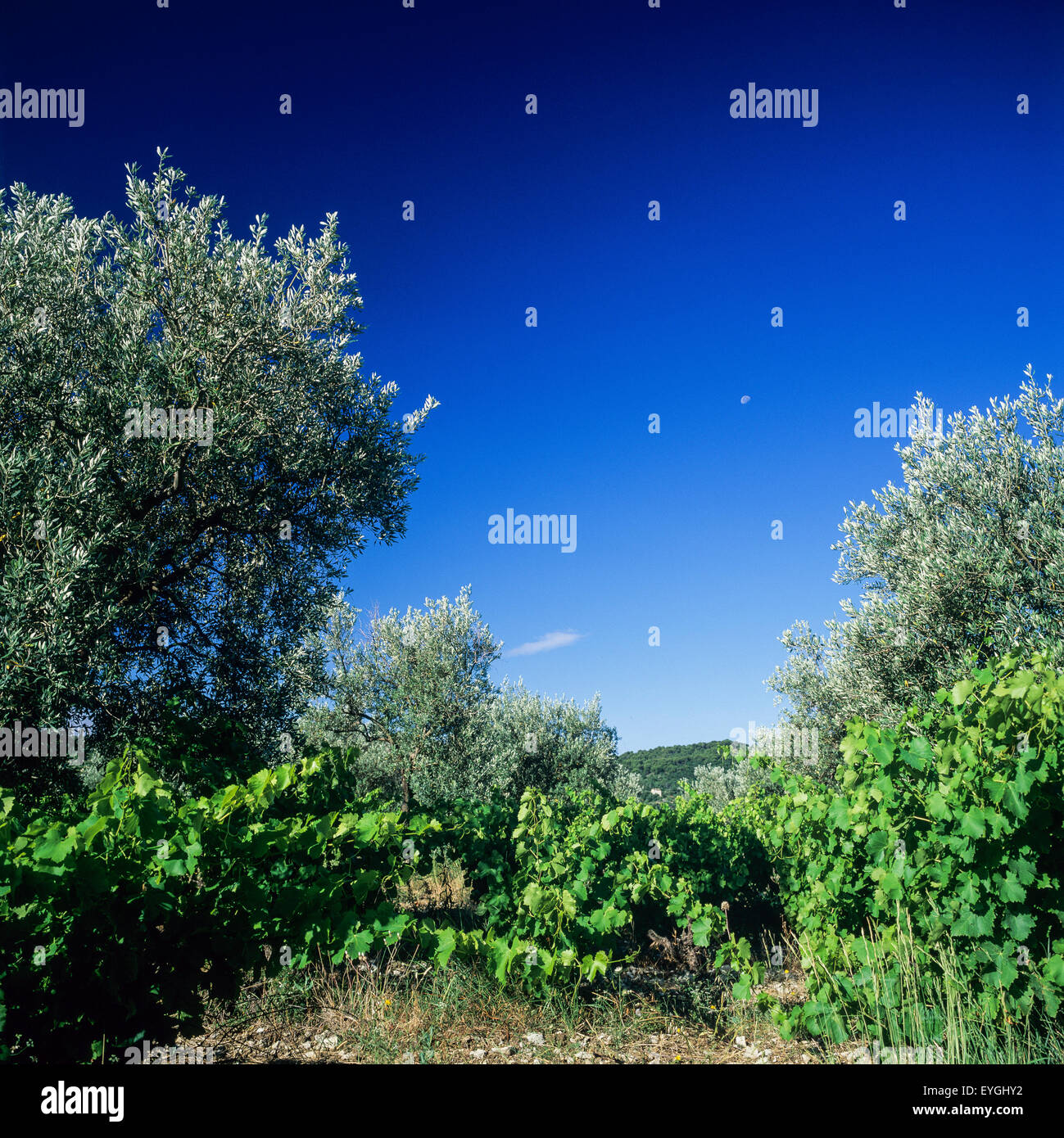 Vineyard crops olive tree crops hi-res stock photography and images - Alamy