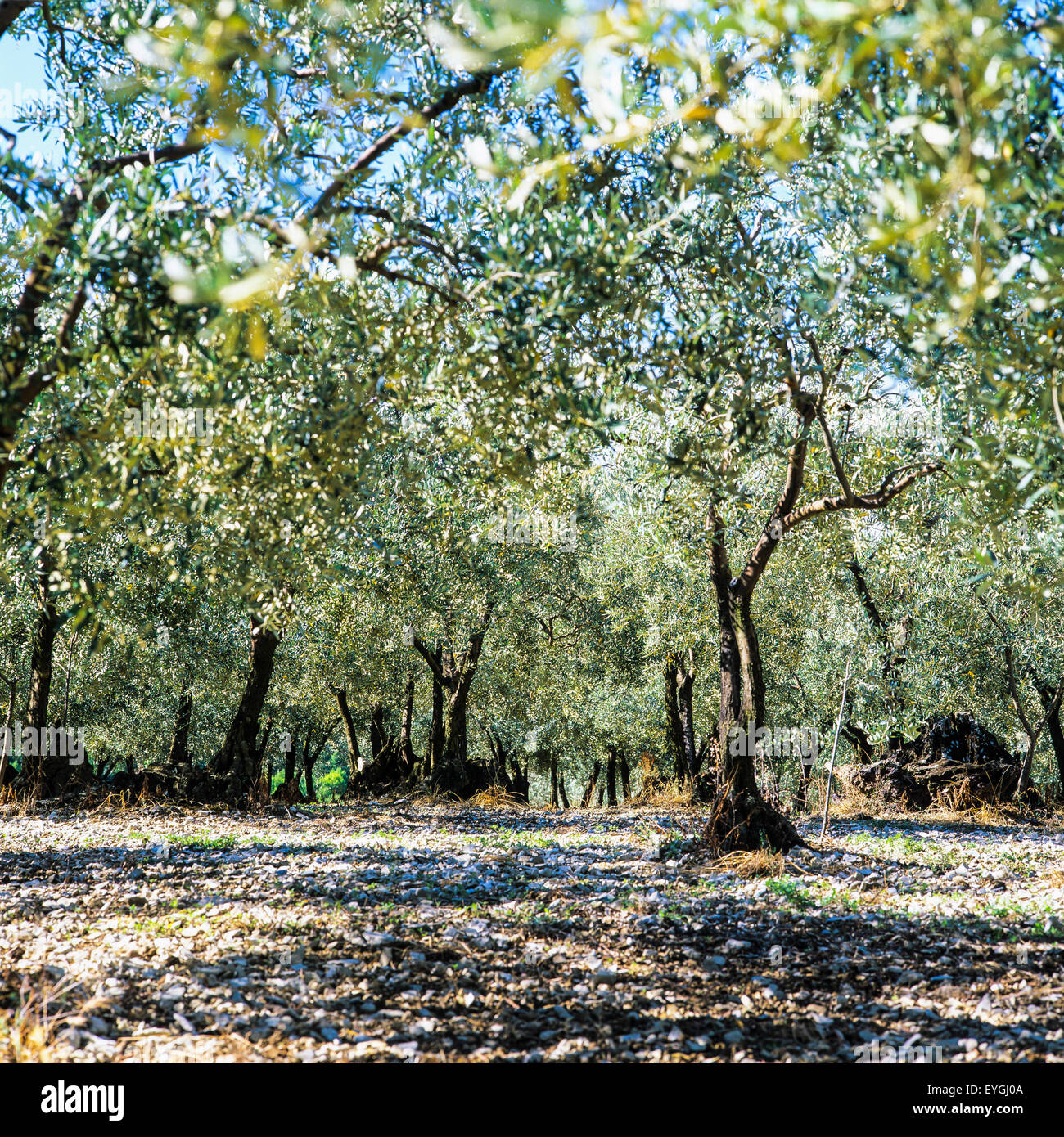 Olive tree grove nyons hi-res stock photography and images - Alamy