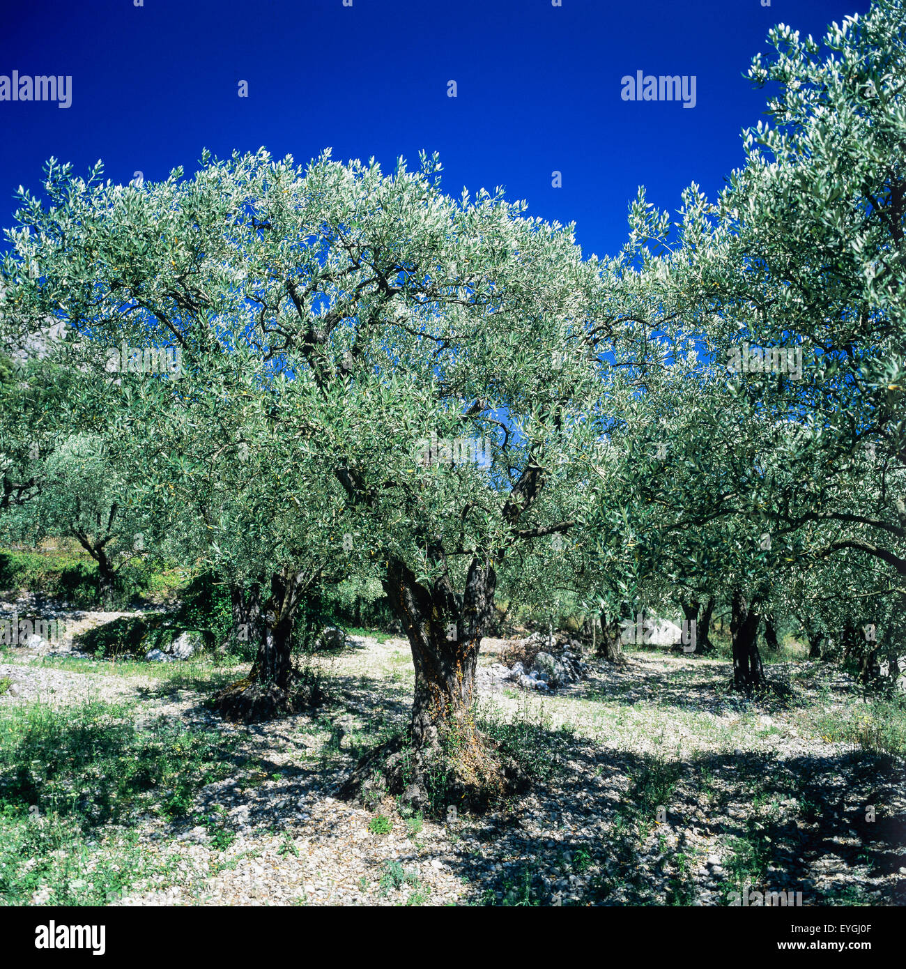 Olive orchard farm provence hi-res stock photography and images - Alamy