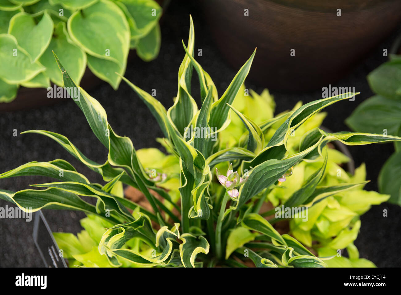 Hosta hands up Stock Photo - Alamy