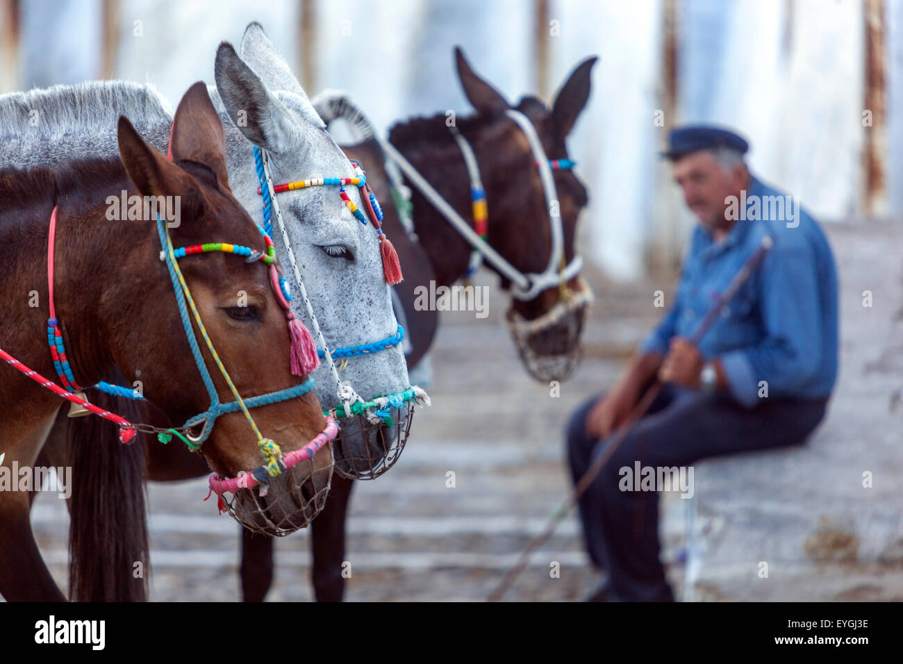 Donkey rider hi-res stock photography and images - Alamy