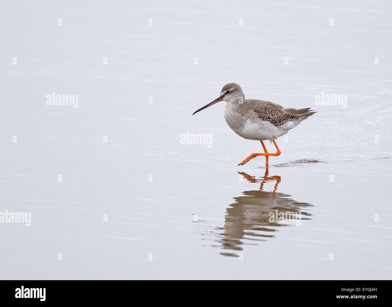 Spotted redshanks hi-res stock photography and images - Alamy