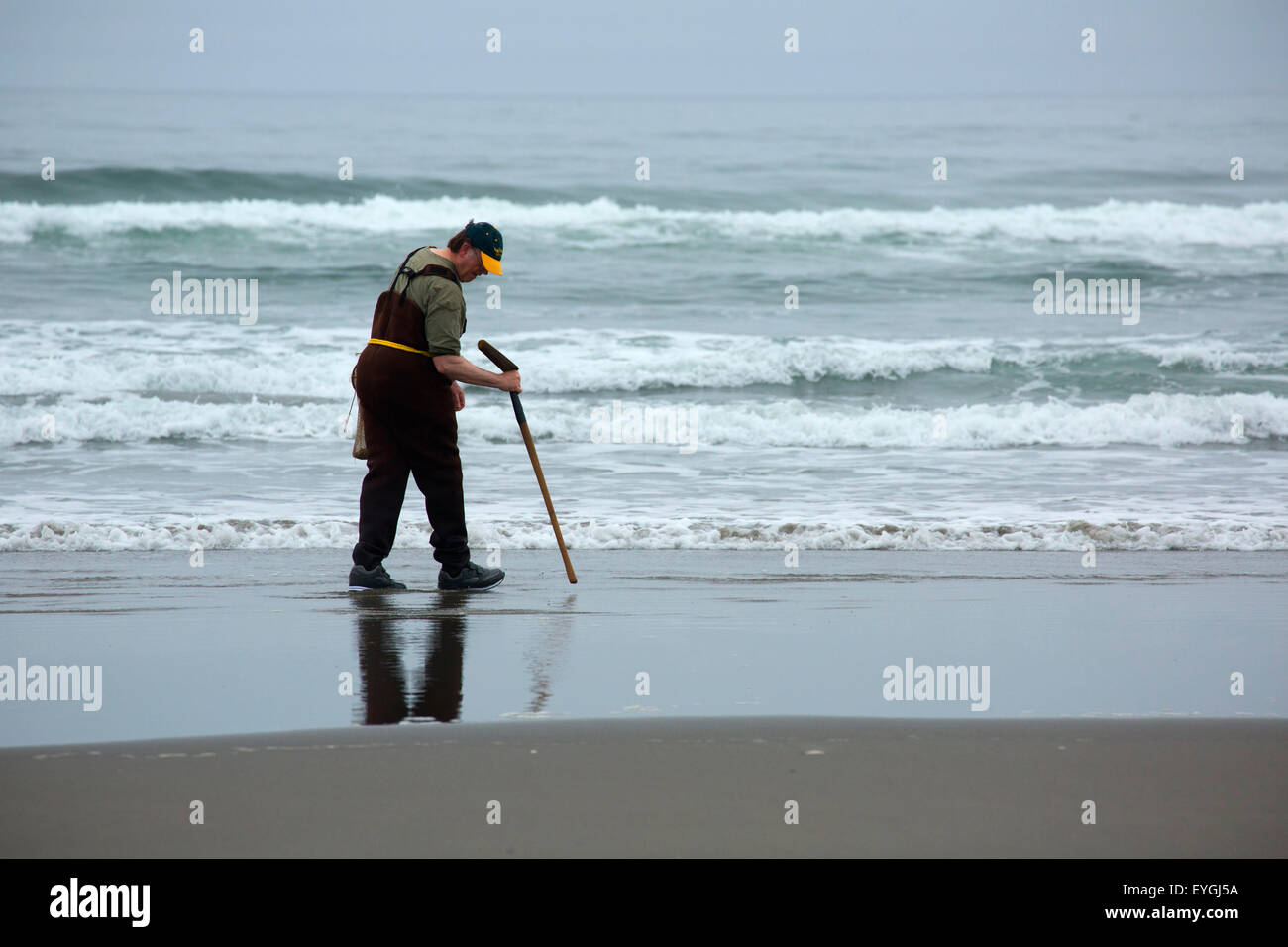 Razor clamming, Sunset Beach State Park, Oregon Stock Photo - Alamy