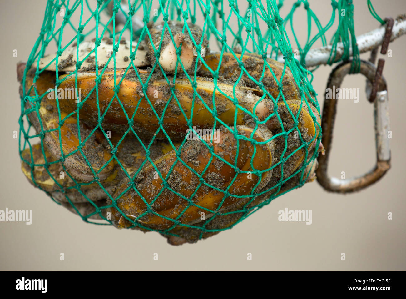 Razor clams, Sunset Beach State Park, Oregon Stock Photo - Alamy