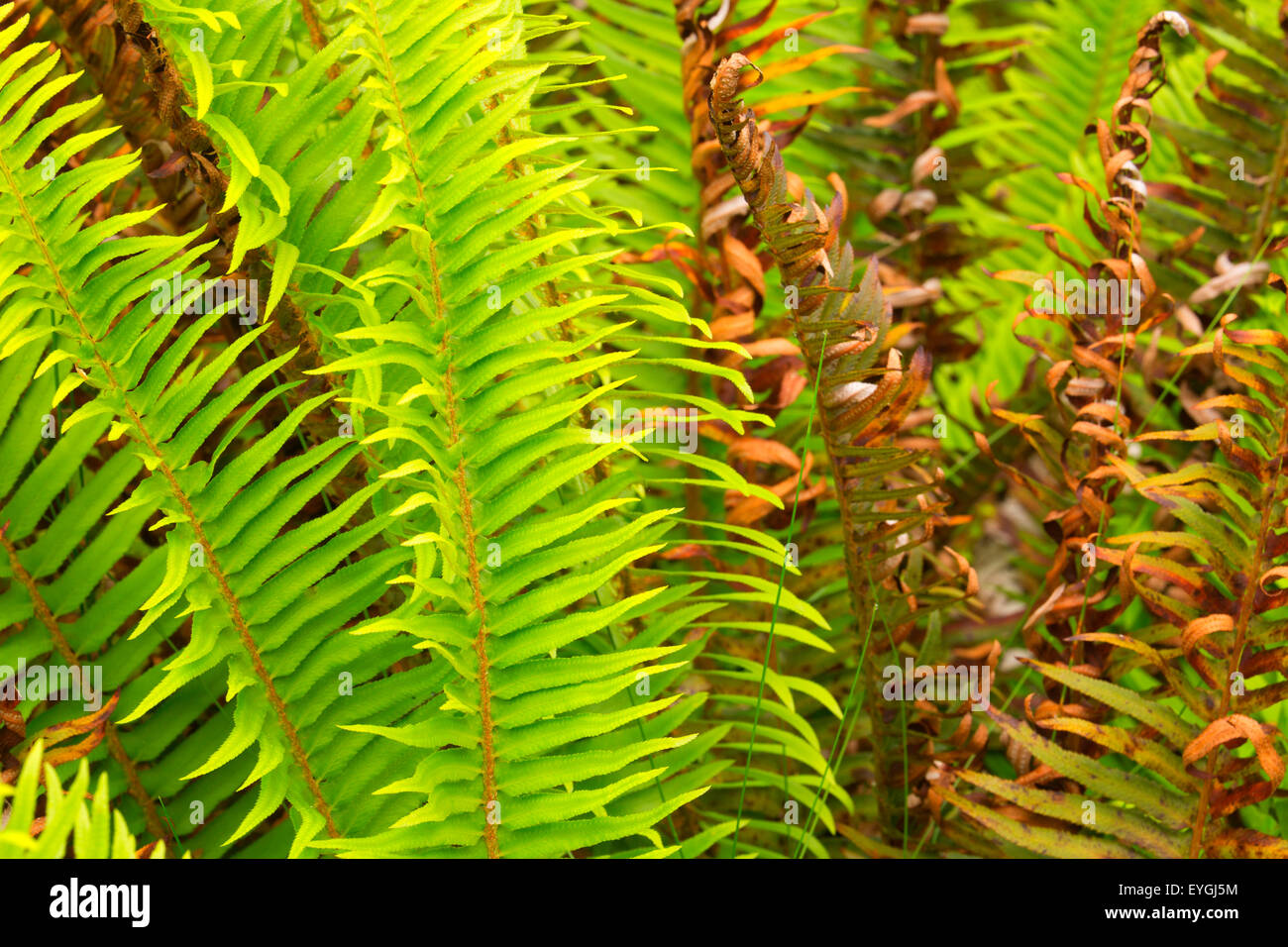 Sea fern hi-res stock photography and images - Alamy