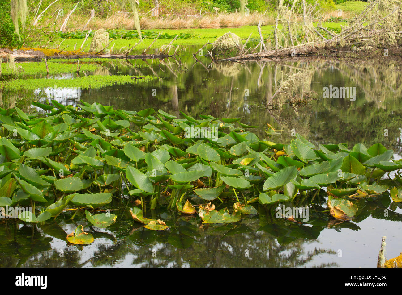 Cow lilies on East Neacoxie Creek along Fort to Sea Trail, Clatsop ...
