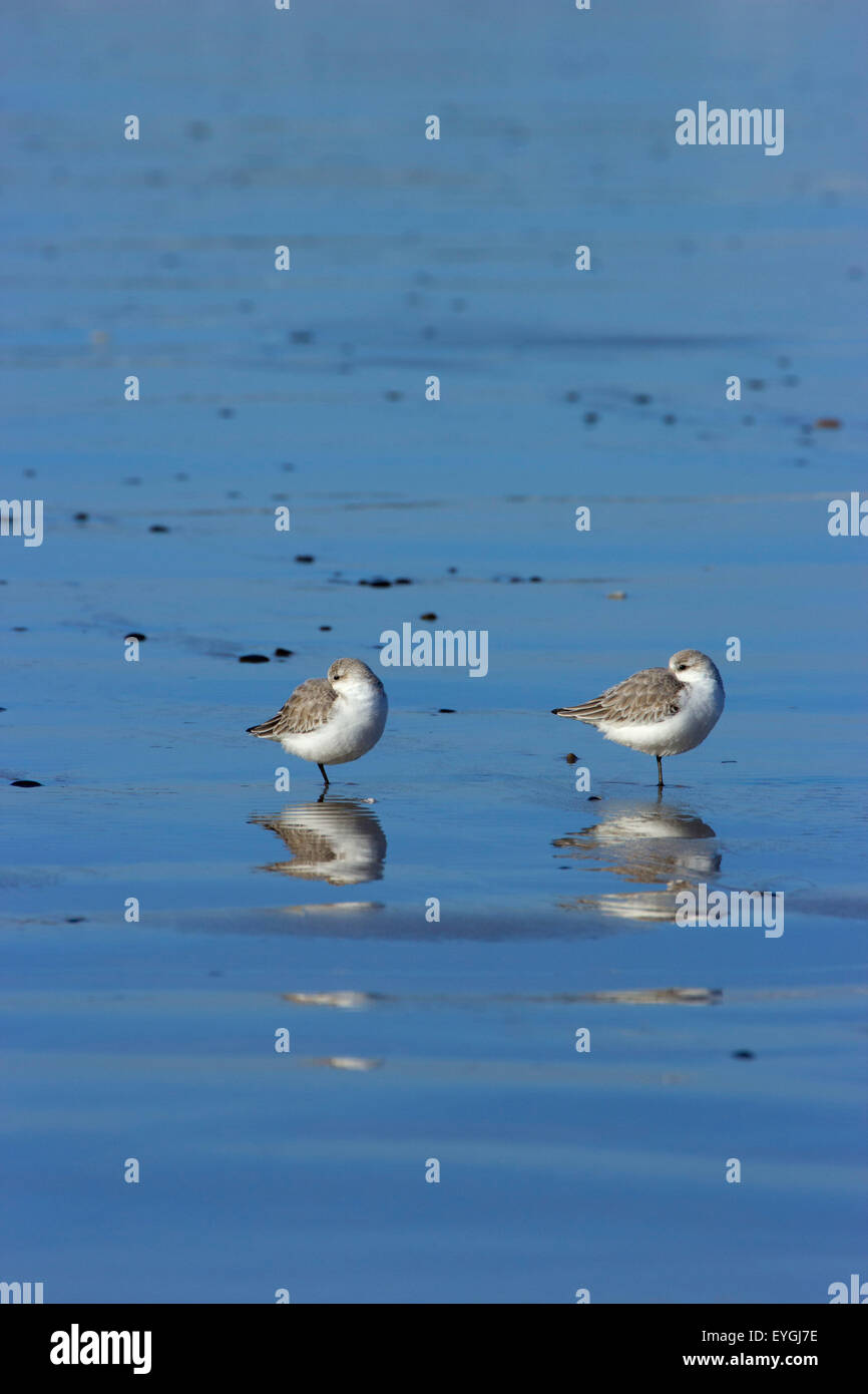 Shorebirds, Bayocean Peninsula, Tillamook County, Oregon Stock Photo ...
