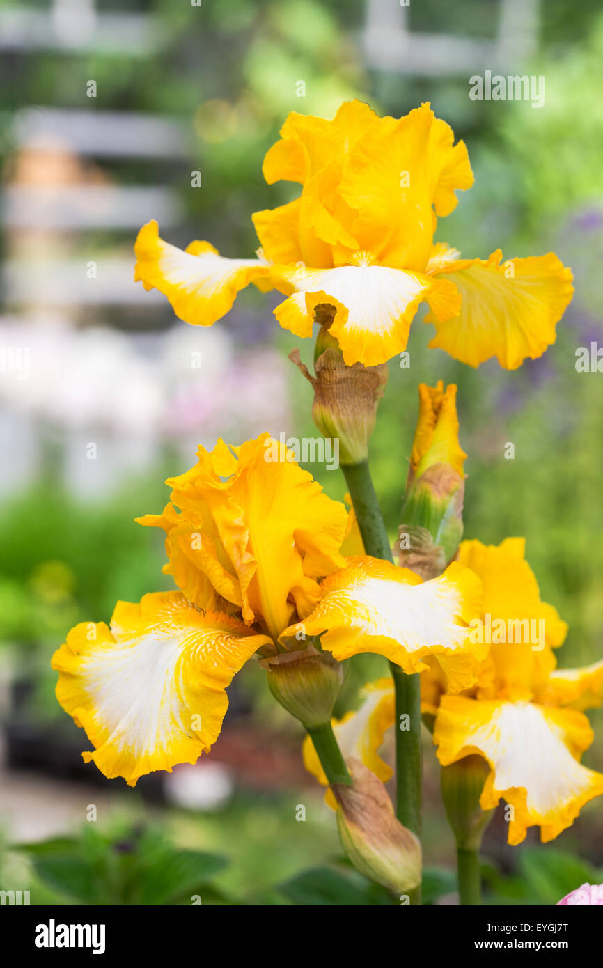 Bearded iris leaf hi-res stock photography and images - Alamy