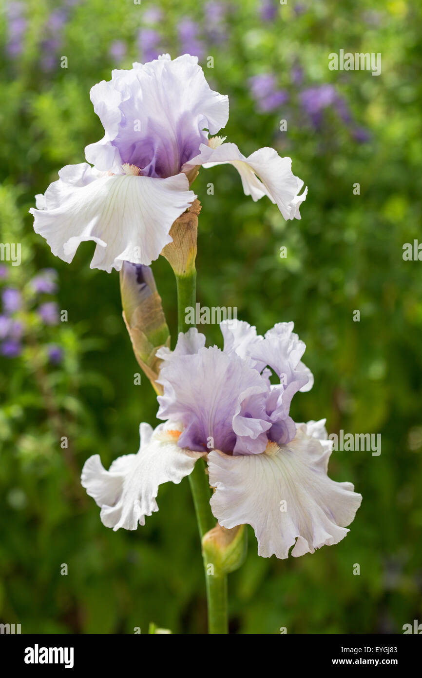 Close up of light lilac Bearded Iris Flowers Stock Photo - Alamy