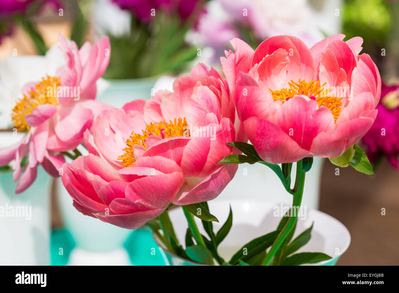 Pink peonies hi-res stock photography and images - Alamy
