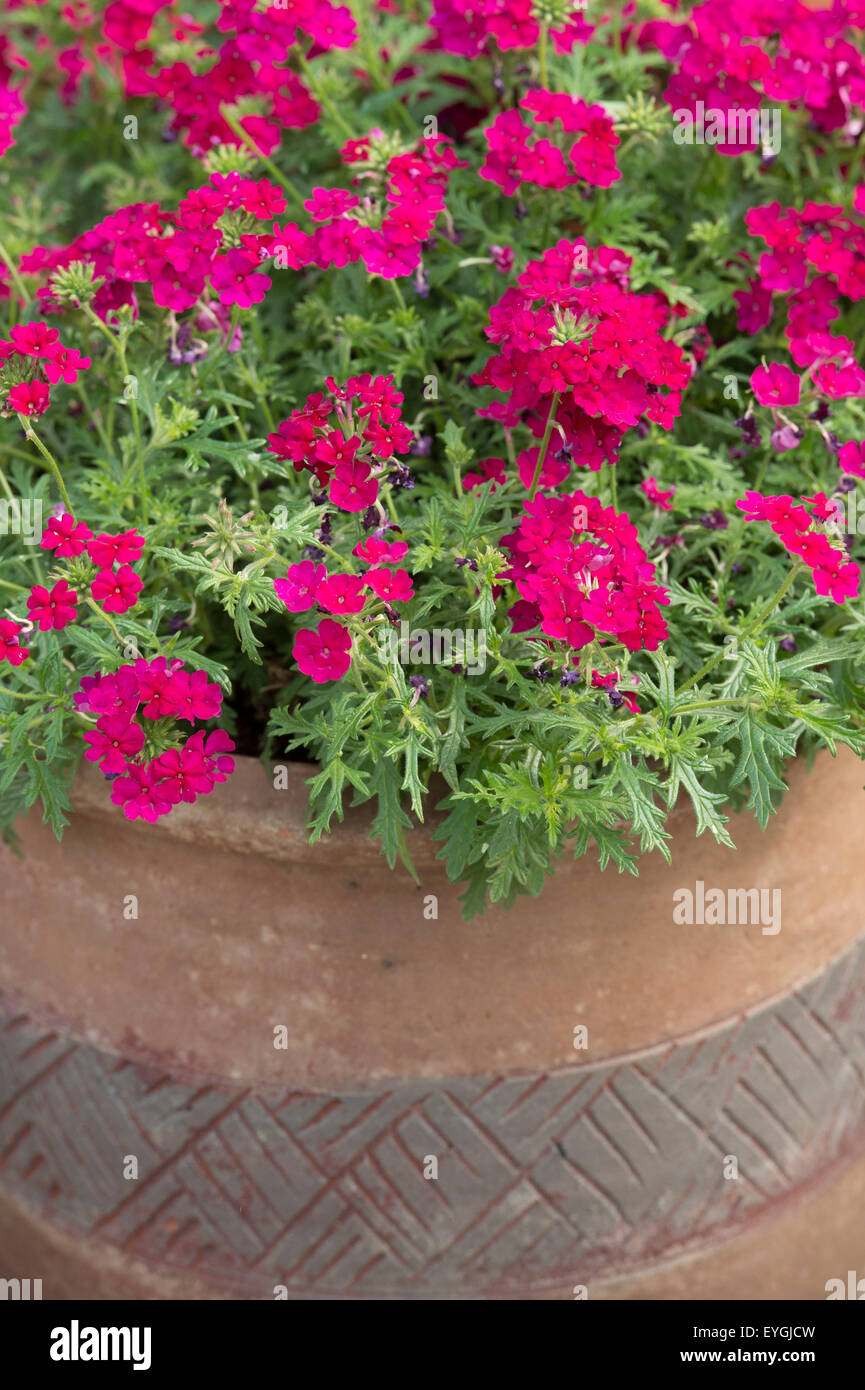 Verbena aztec magic magenta hi-res stock photography and images - Alamy