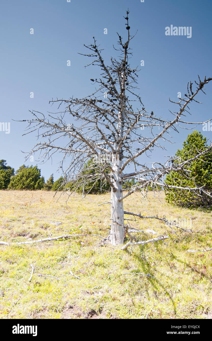 Silver fir tree hi-res stock photography and images - Alamy