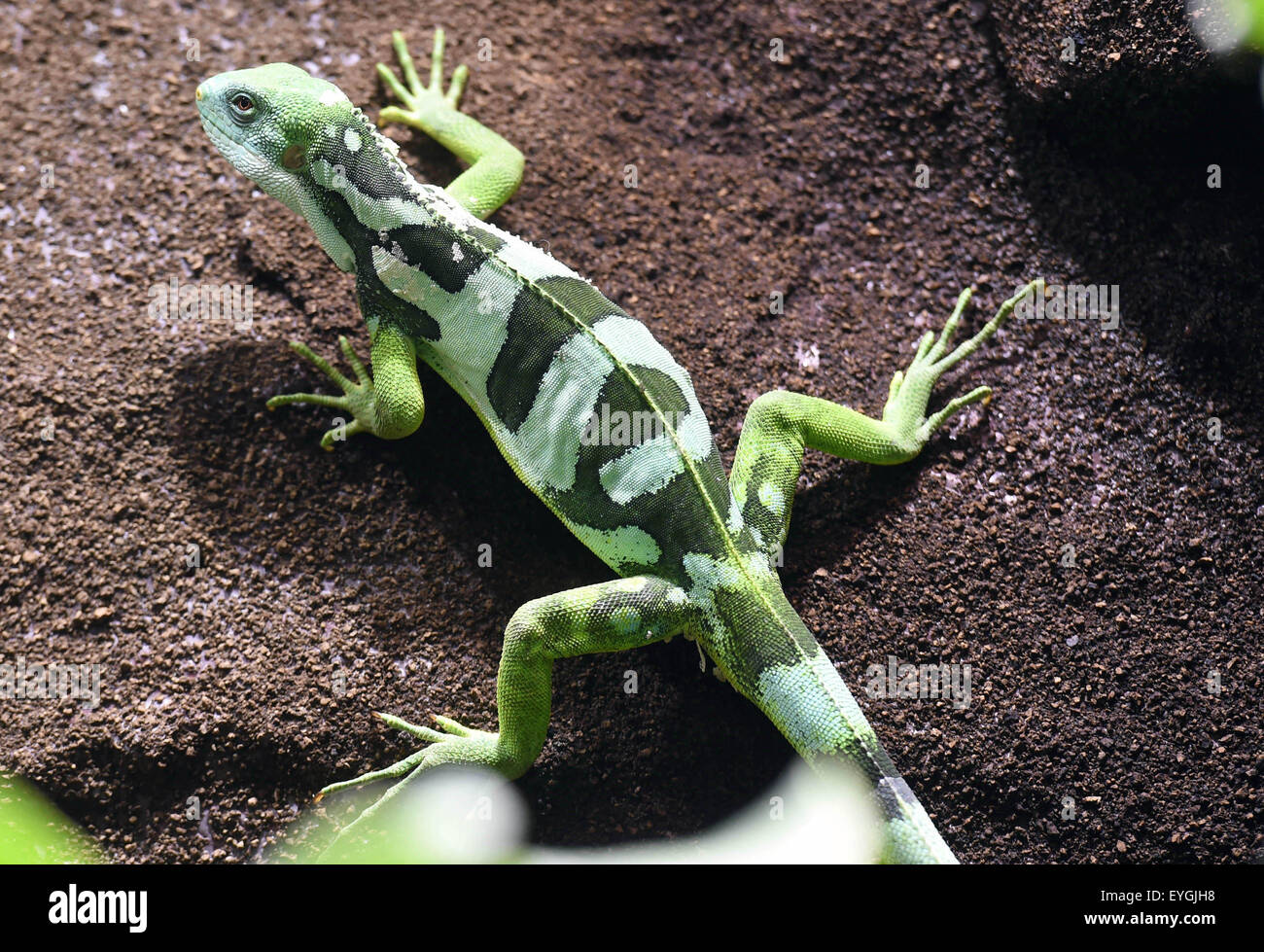 House Of The Iguana High Resolution Stock Photography and Images - Alamy