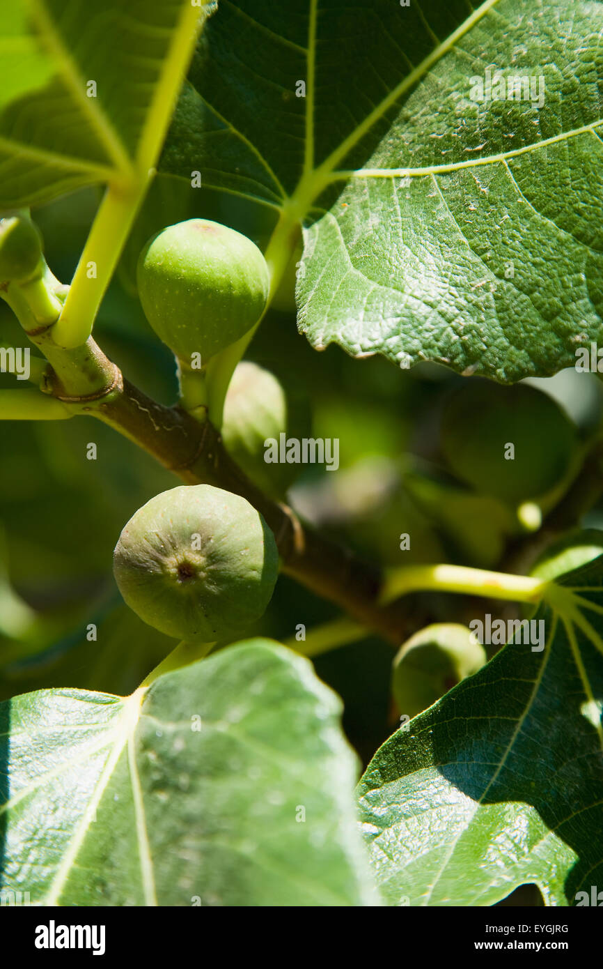 Greece, Halkidiki, Fig fruit tree detail; Ierissos Stock Photo - Alamy
