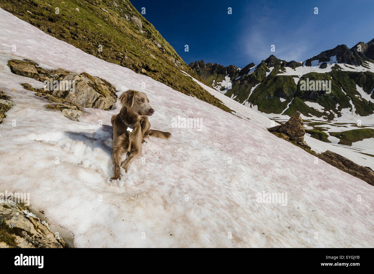 A long-hair Weimaraner relaxing in the Pfunders mountain range of the ...