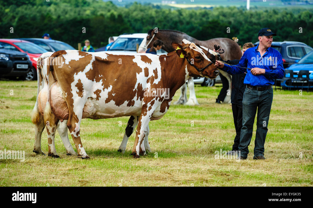 Cattle showing hi-res stock photography and images - Alamy
