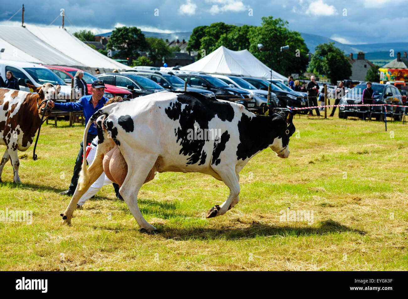 A cow runs amok in the show ring at Carnwath Agricultural Show 2015 ...