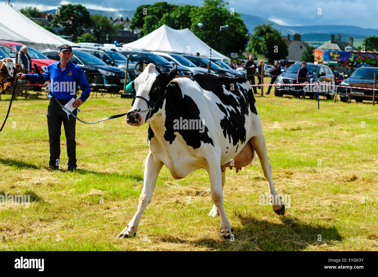 Charging cow hi-res stock photography and images - Alamy