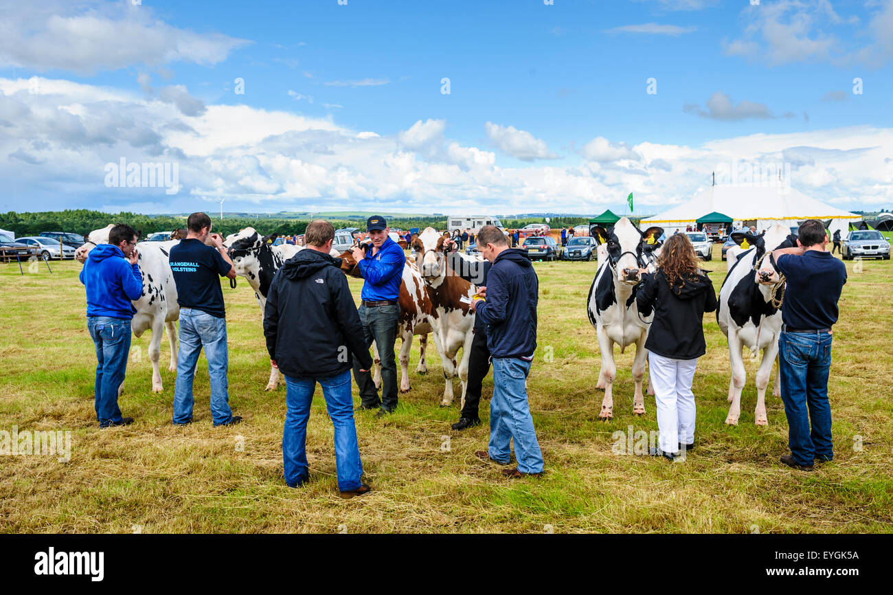 Cattle showing hi-res stock photography and images - Alamy