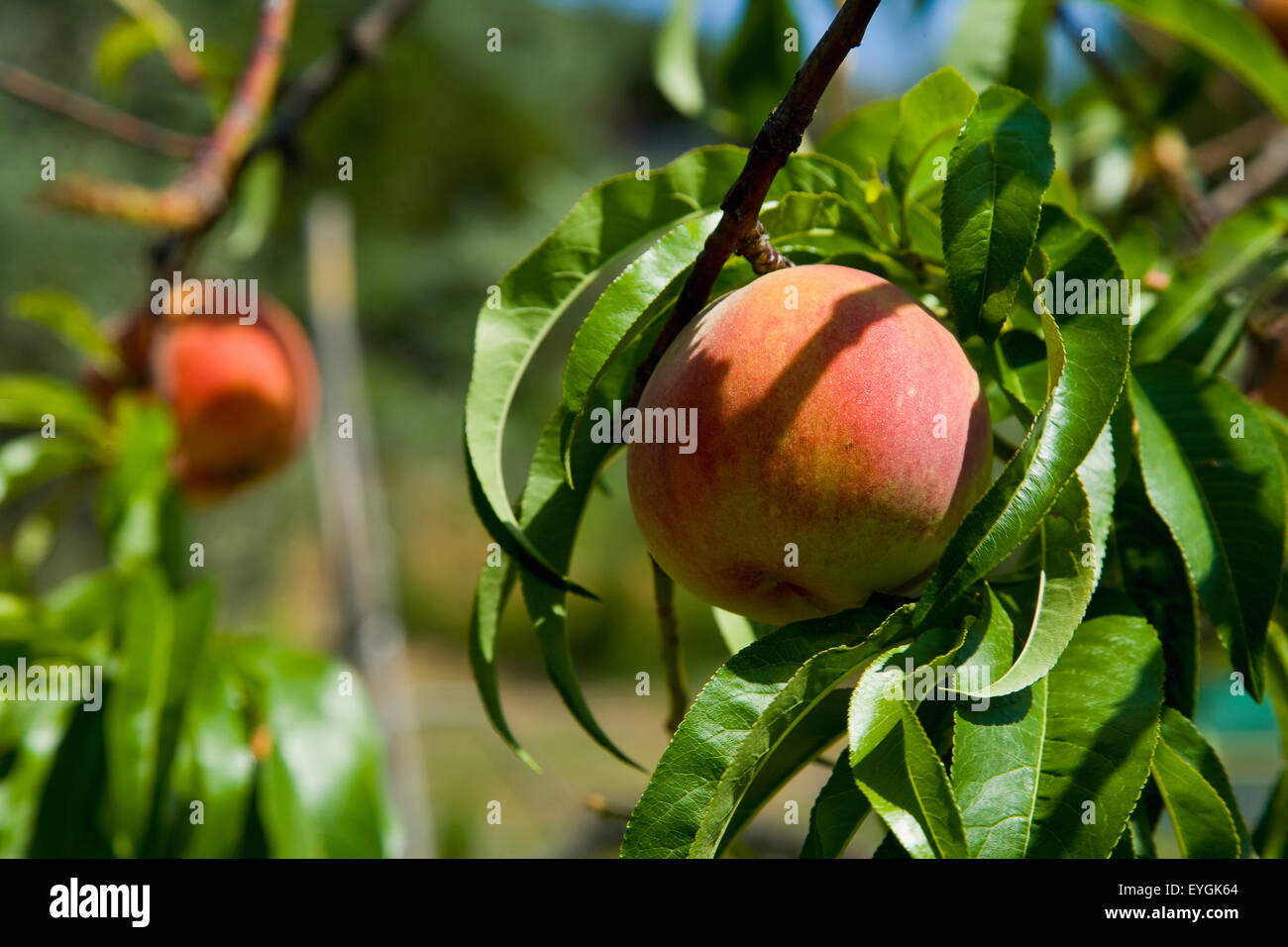 Peach pics hi-res stock photography and images - Alamy