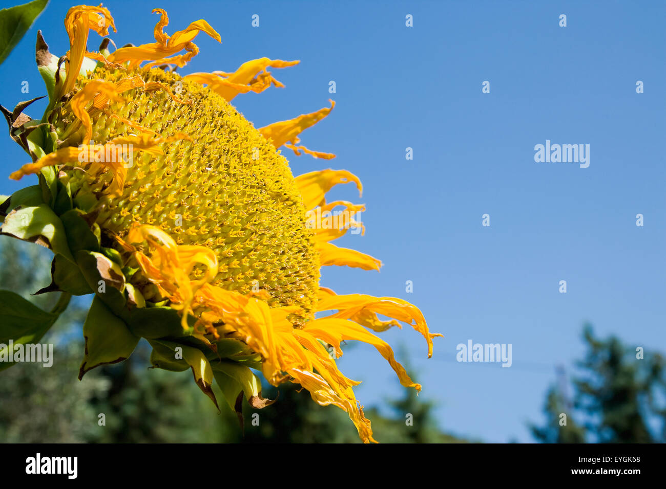 Sunflower pics hi-res stock photography and images - Alamy