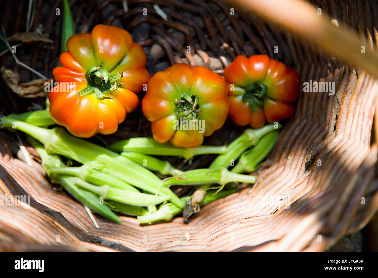 Greece, Halkidiki, Freshly harvested sun ripened tomatoes and lady ...