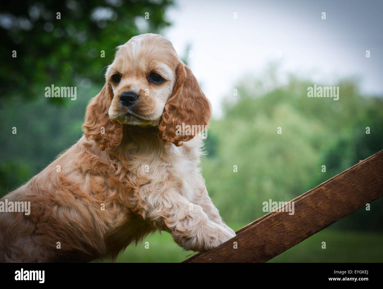 curious puppy climbing up a ladder - american cocker spaniel Stock ...