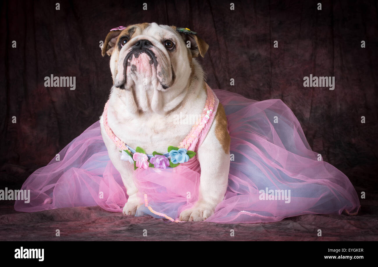 female dog wearing pink dress on purple background Stock Photo - Alamy