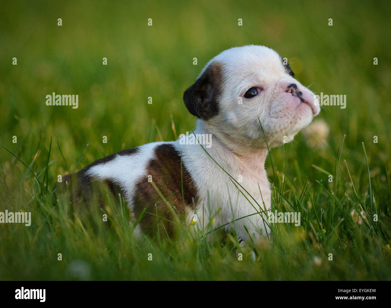 Grass bulldog hi-res stock photography and images - Alamy