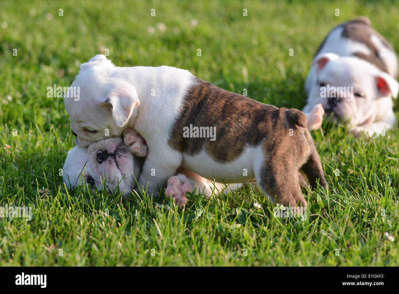puppies playing in the grass - bulldog Stock Photo - Alamy