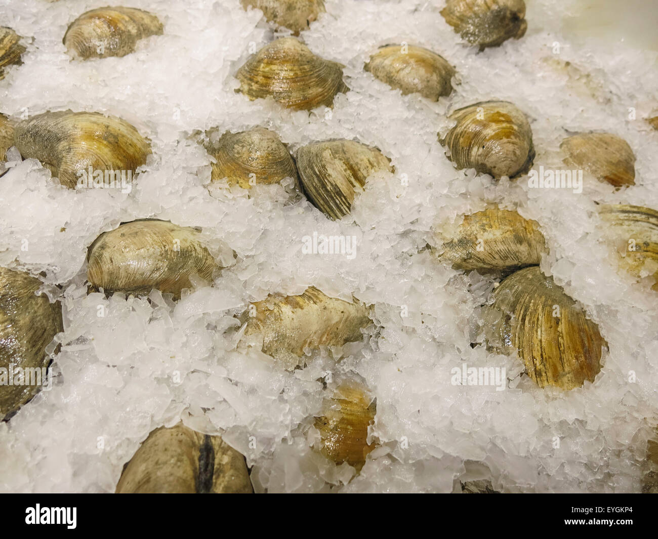 Fresh Littleneck Clams in Supermarket, NYC Stock Photo - Alamy