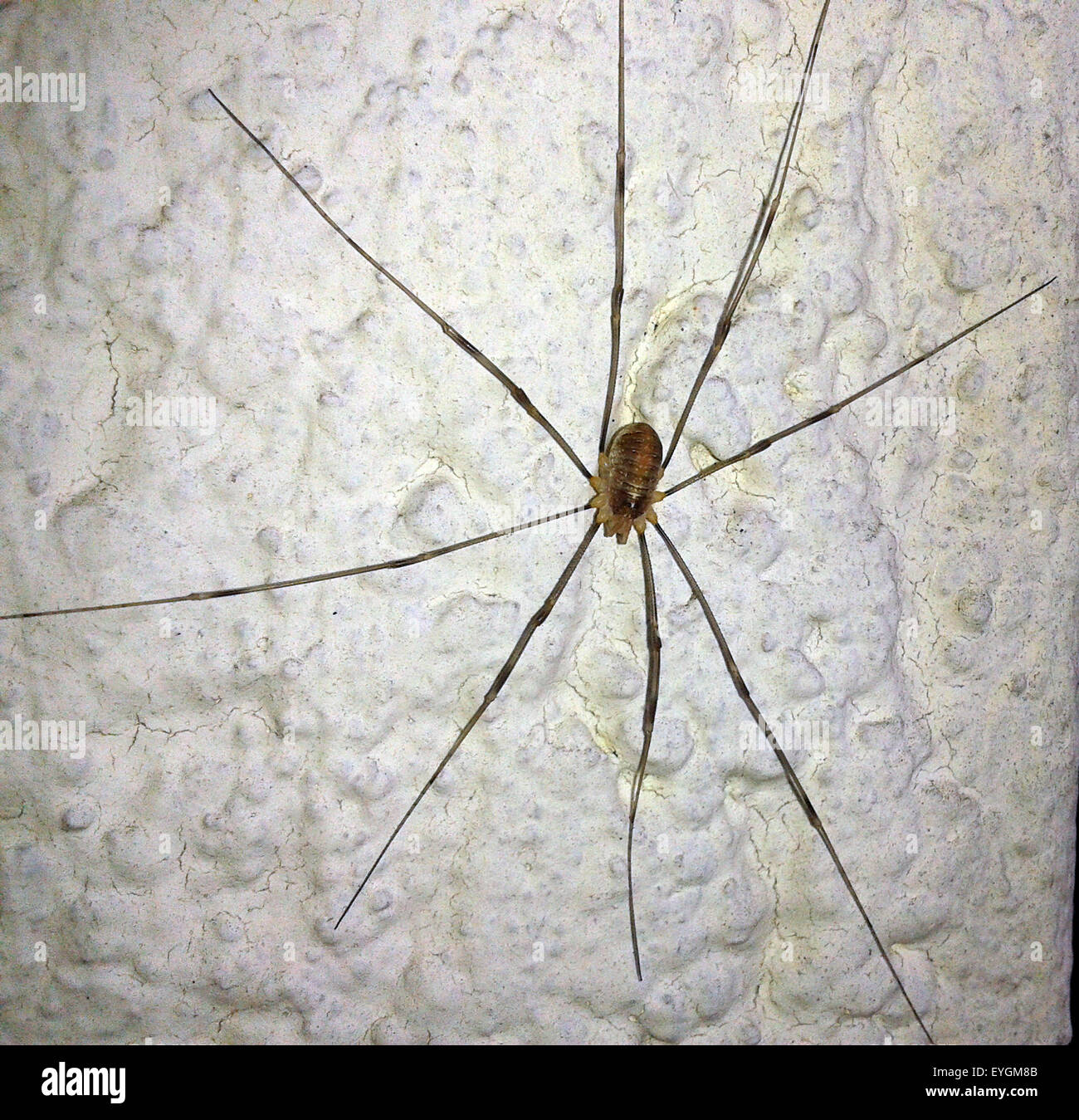 Weberknecht; Neue Weberknecht-Art Stock Photo - Alamy