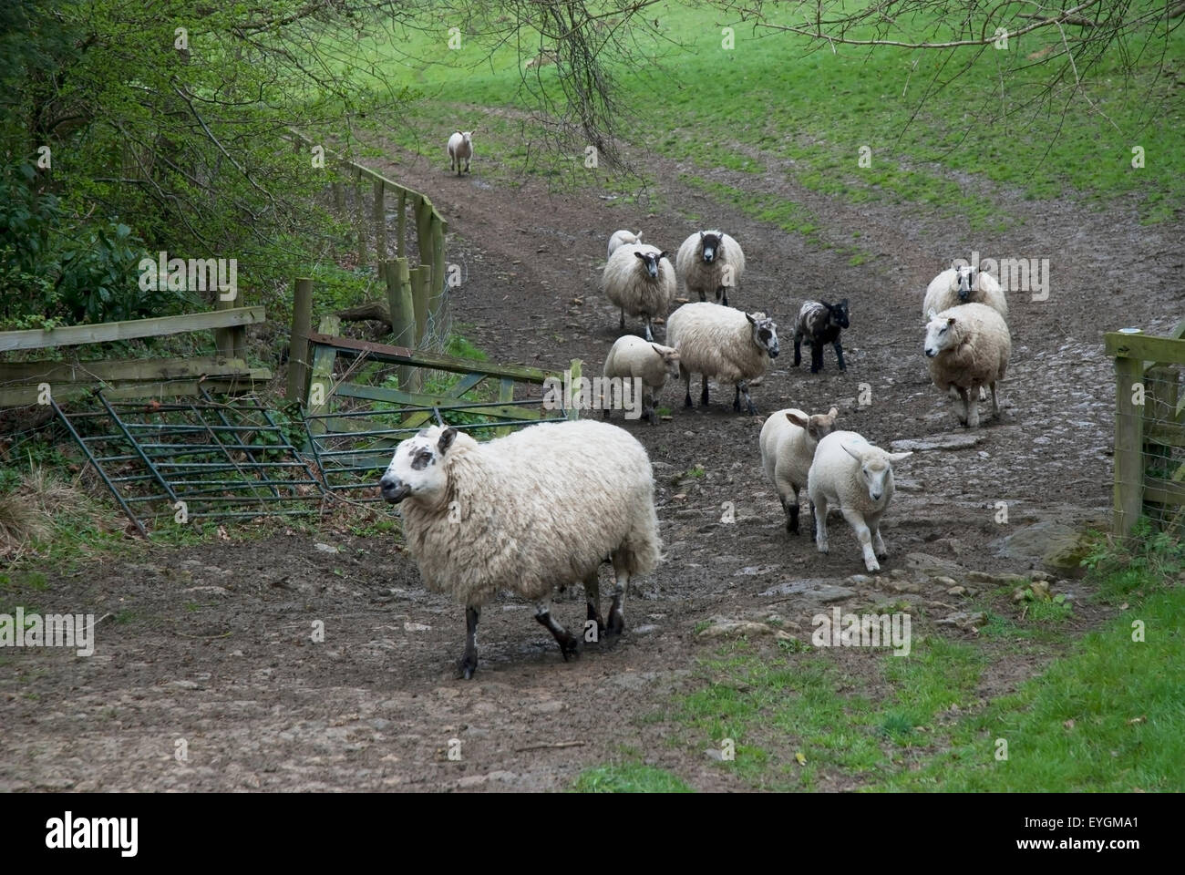 UK, Cotswolds, Sheep down green hill; broken fence; green field ...