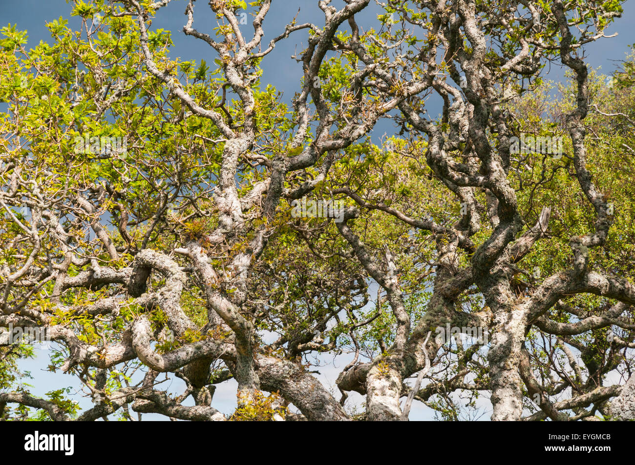 The tangled branches against a dark sky Stock Photo - Alamy