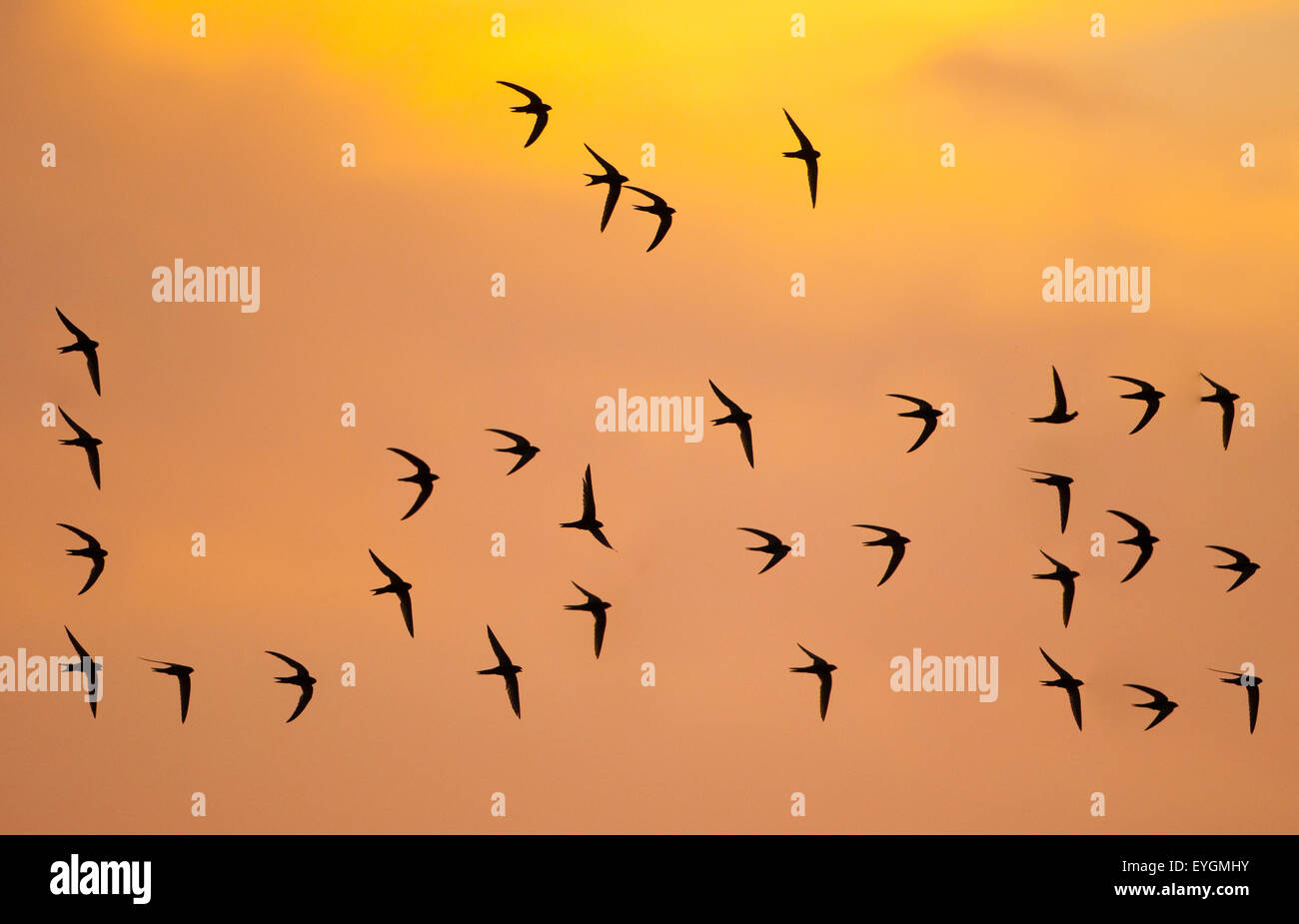 Common Swifts, Apus apus, spelling the word Love Stock Photo - Alamy
