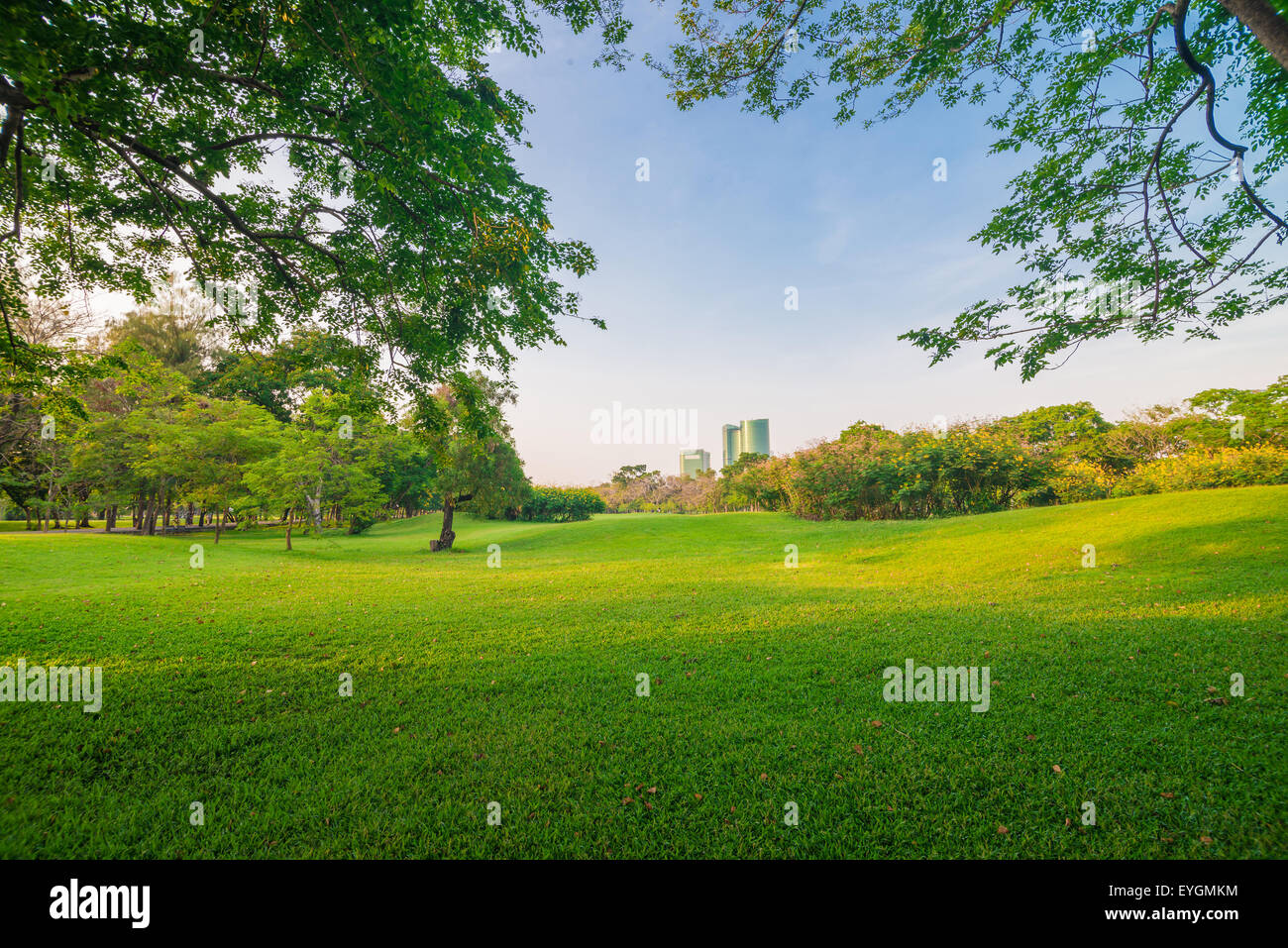 Park and recreation area in the city, Green field and tree Stock Photo ...