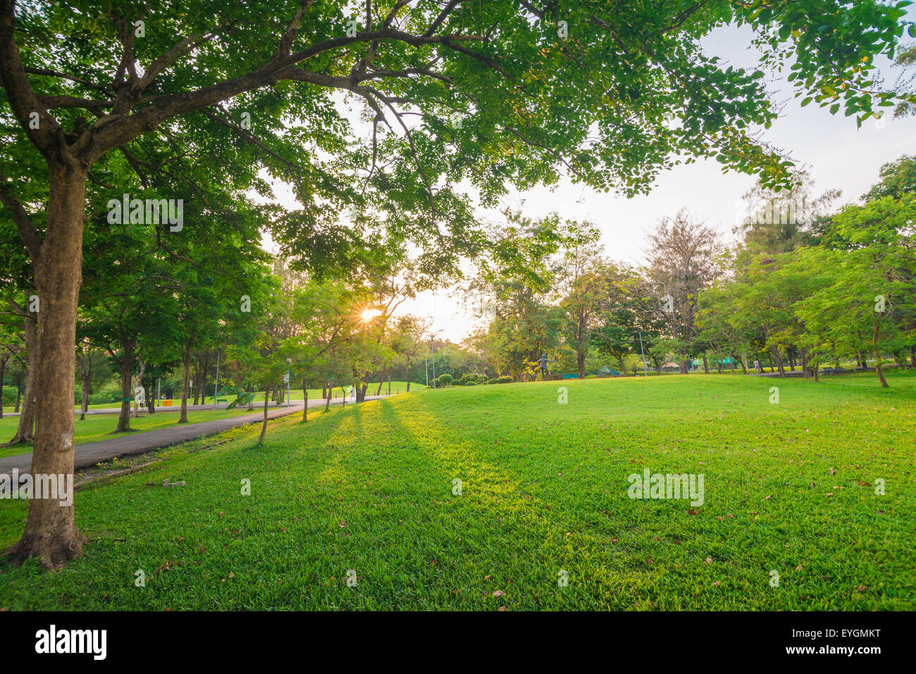 Park and recreation area in the city, Green field and tree Stock Photo ...
