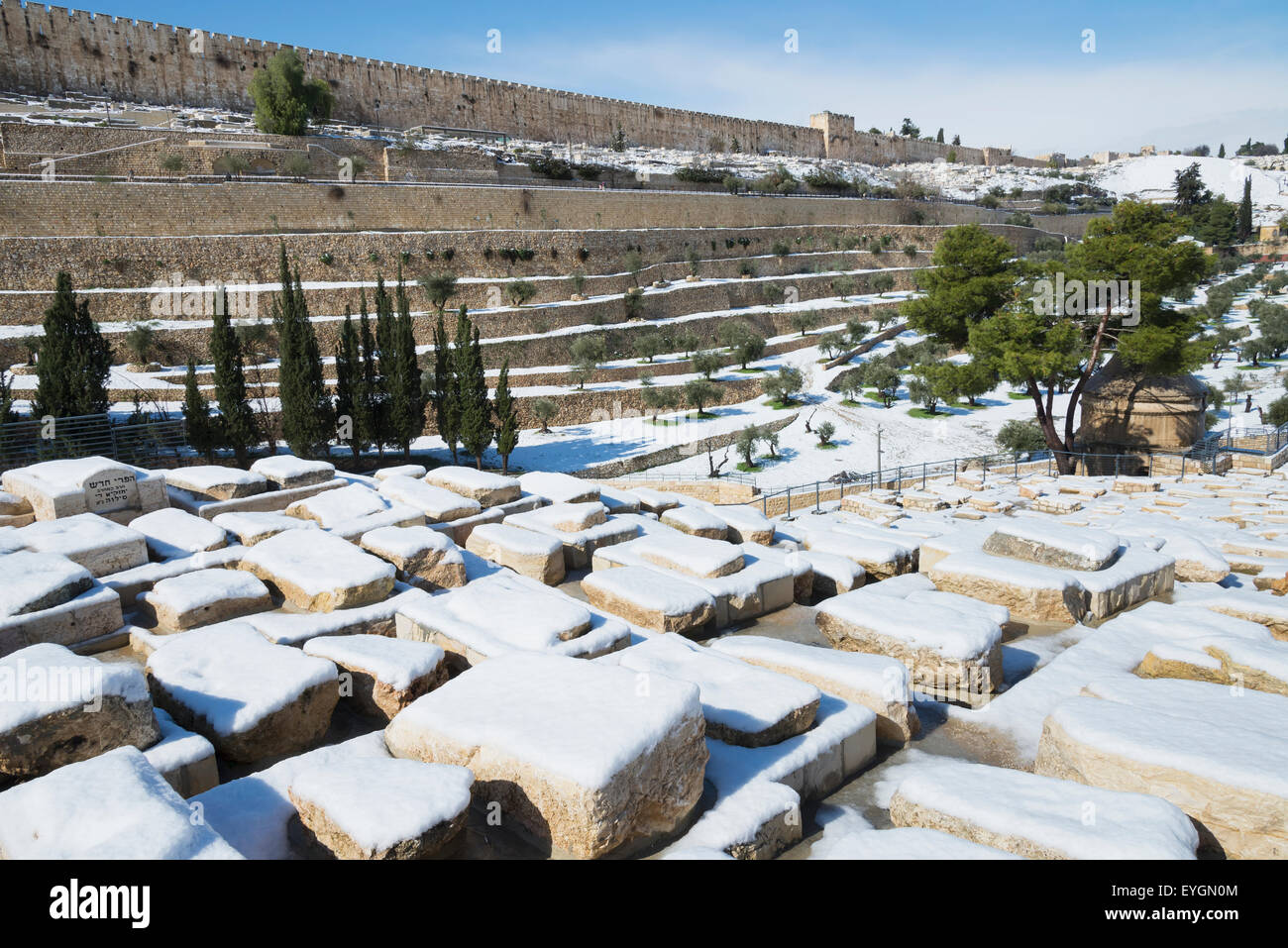 Israel jerusalem cypress tree in hi-res stock photography and images ...