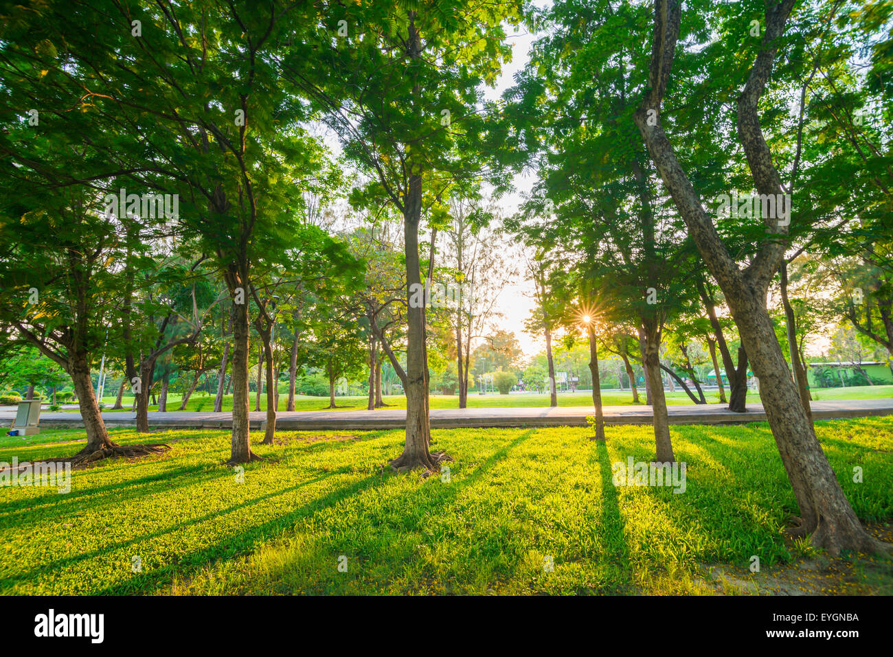 beautiful green park with sun light in evening, Sunset in park Stock ...