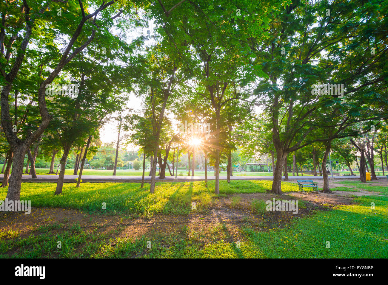 Park and recreation area in the city, Green field and tree Stock Photo ...
