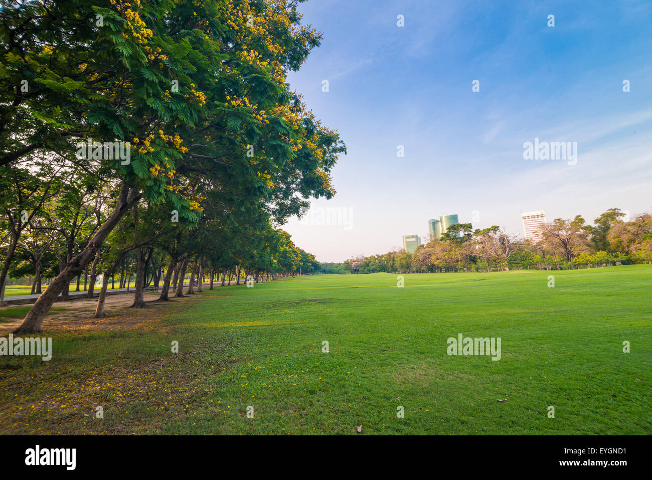 Park and recreation area in the city, Green field and tree Stock Photo ...