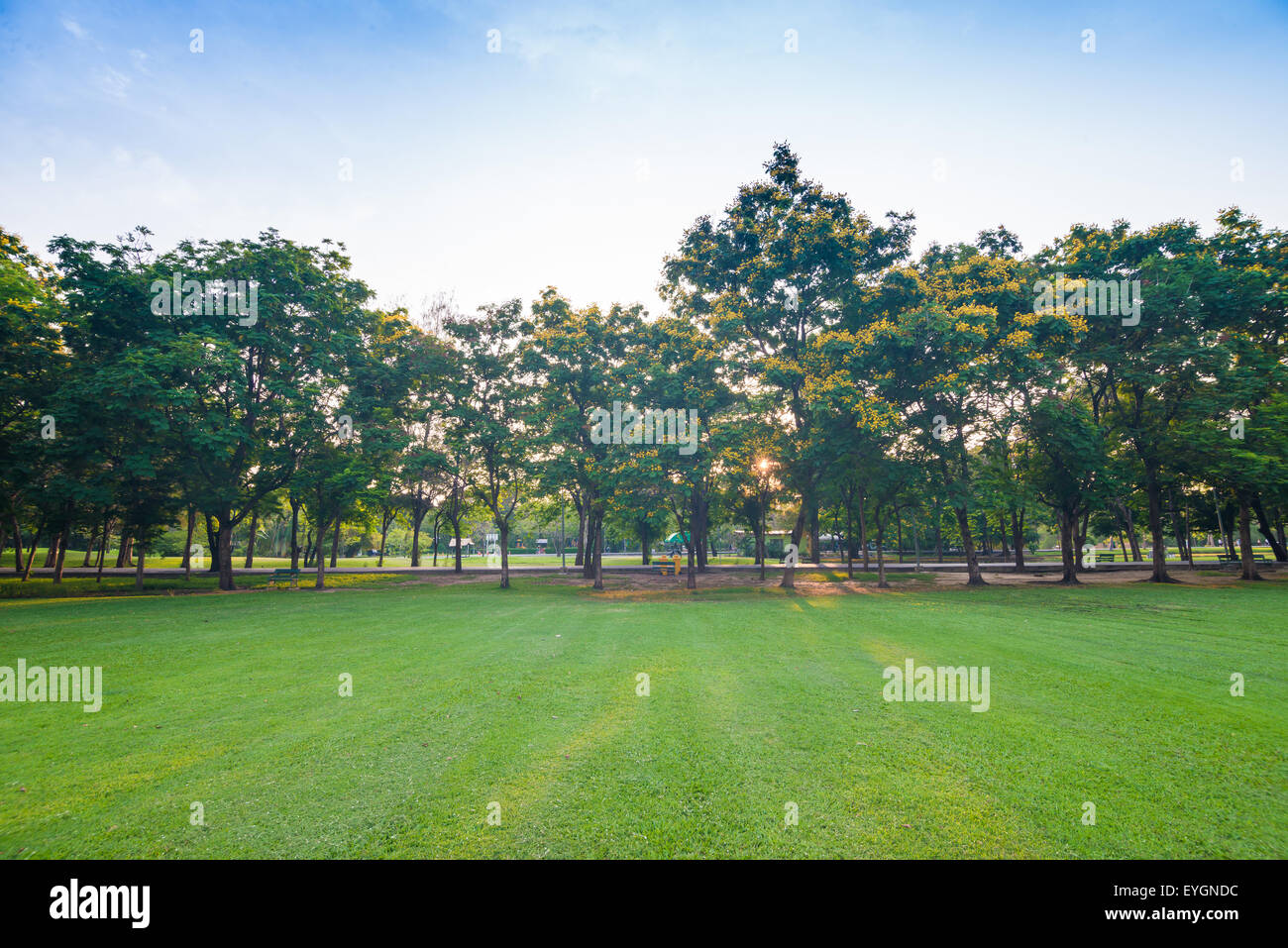 Park and recreation area in the city, Green field and tree Stock Photo ...
