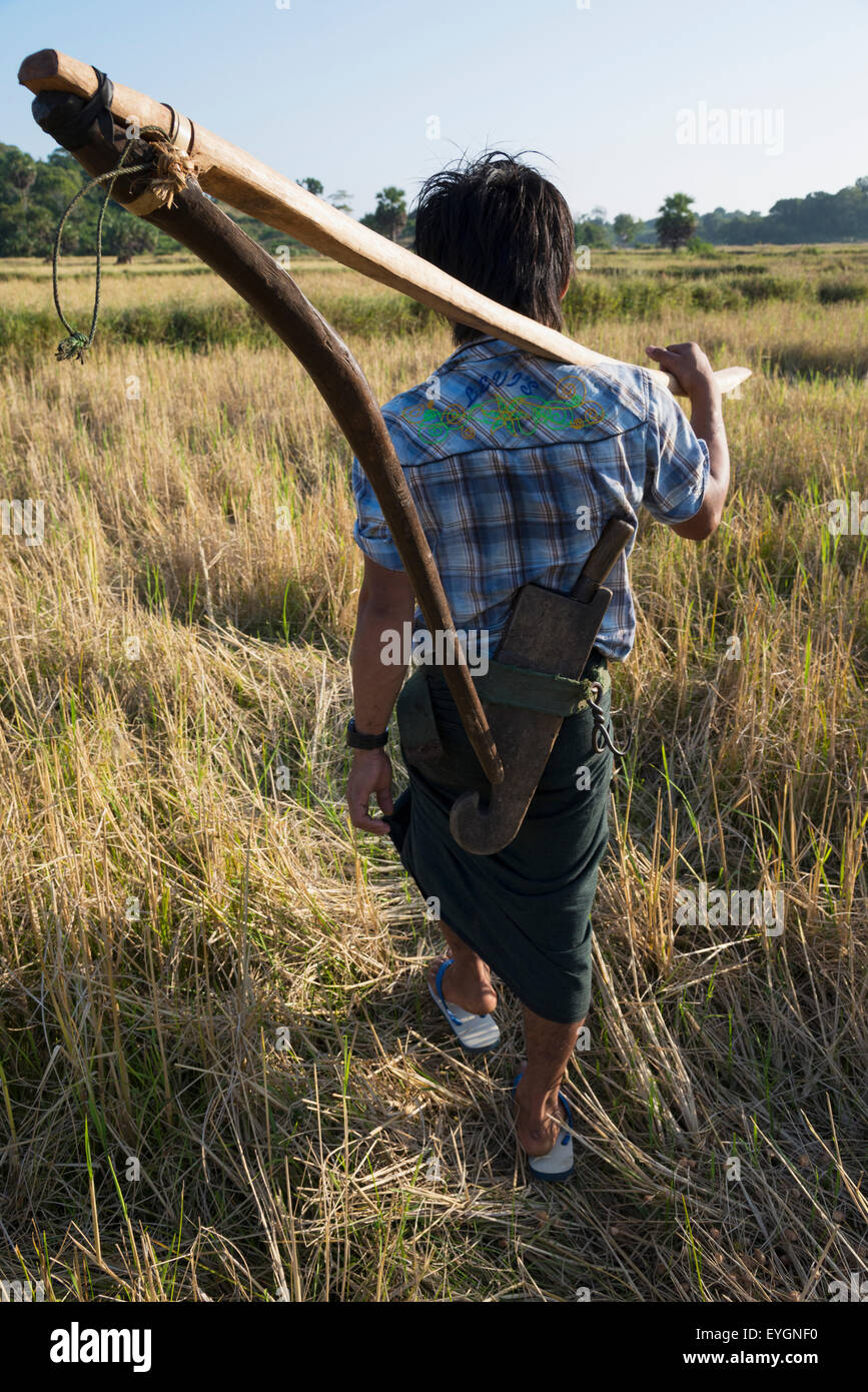 Myanmar (Burma), Irrawaddyi division, Farmer carrying wooden tool ...