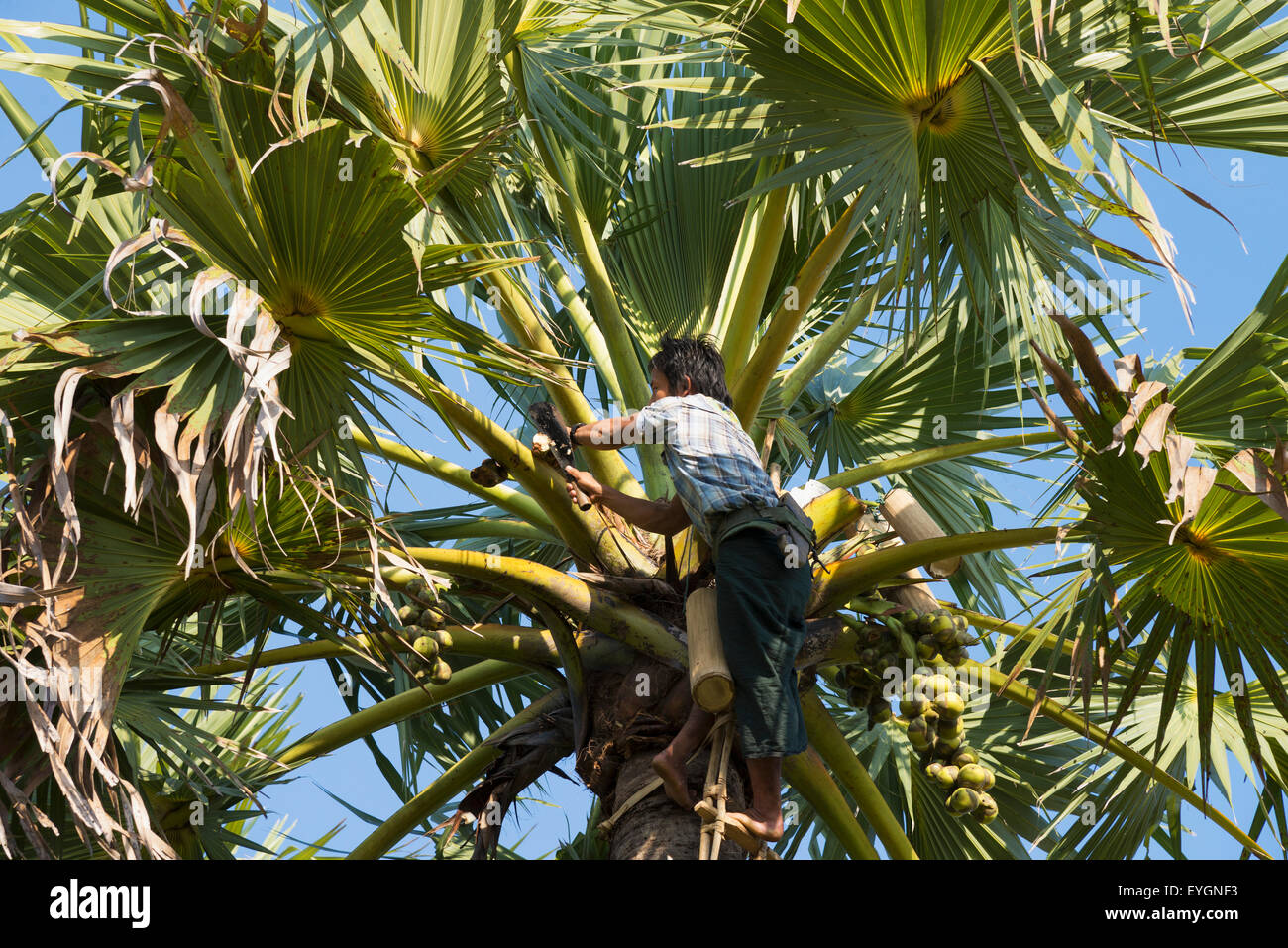 Myanmar (Burma), Irrawaddyi division, Young man collecting juice from ...