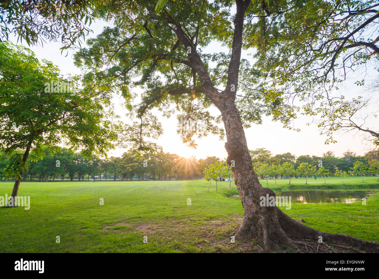 Park and recreation area in the city, Green field and tree Stock Photo ...