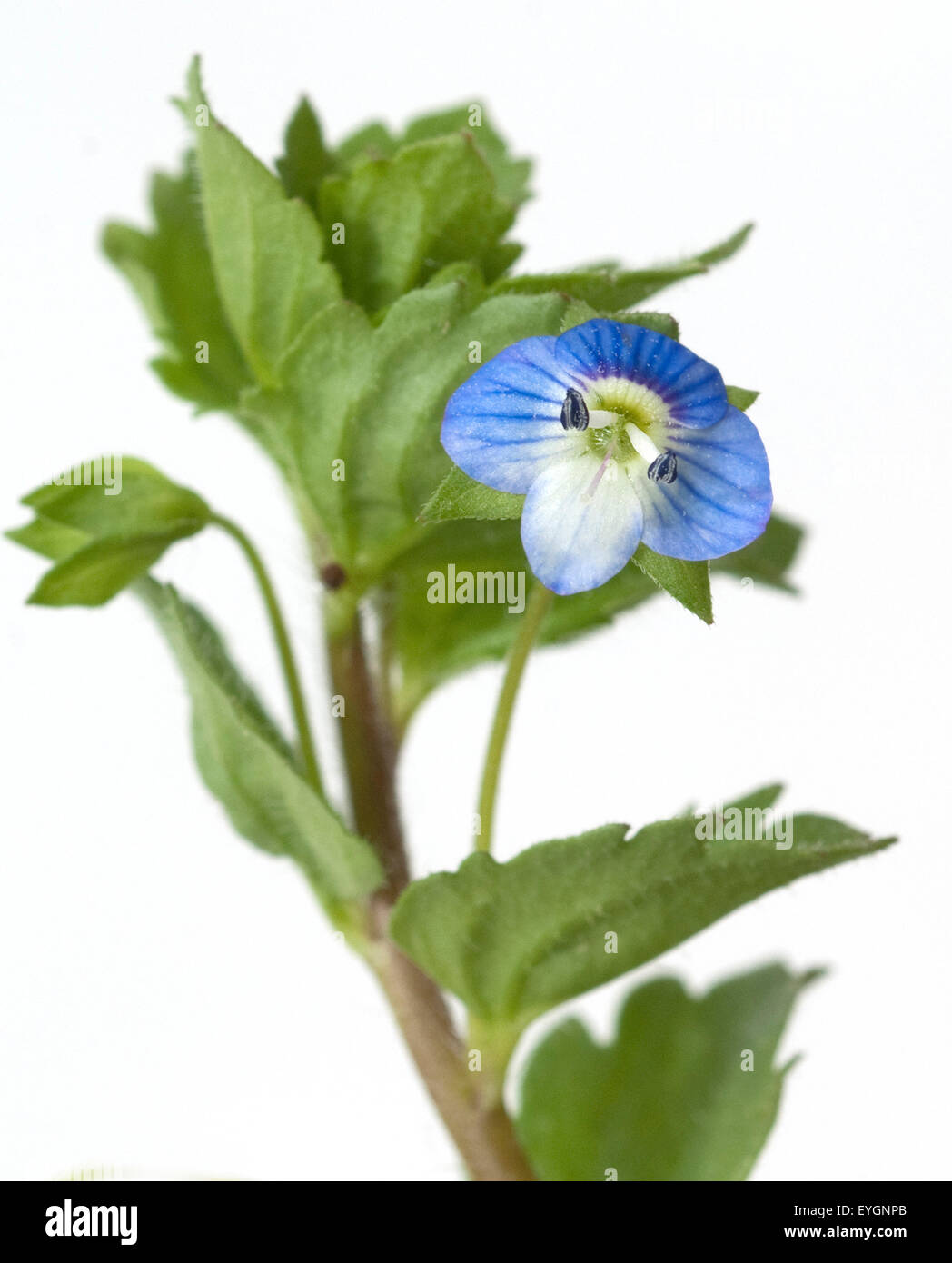 Persischer Ehrenpreis, Veronica, persica Stock Photo - Alamy
