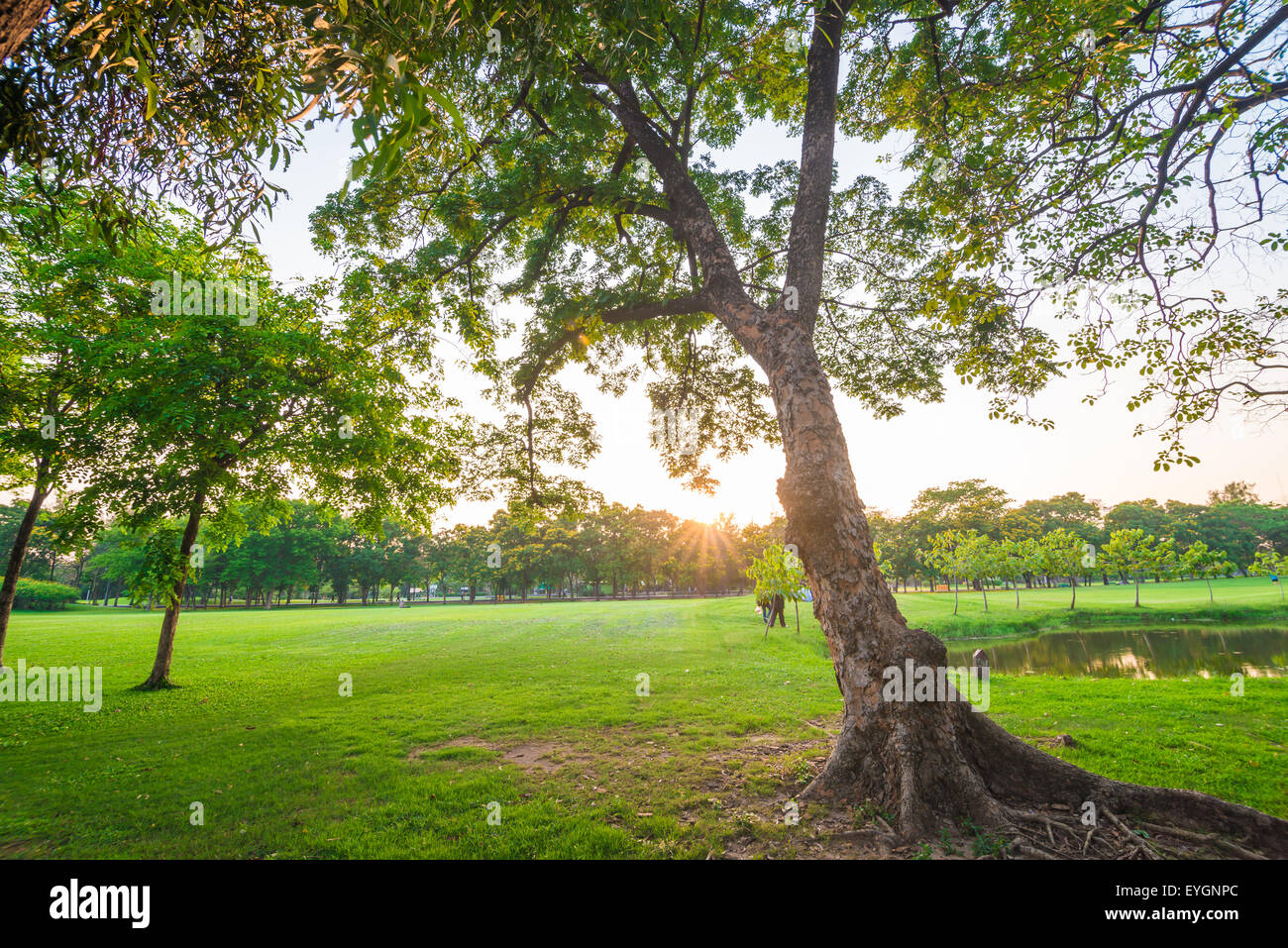 Green grass field and tree in city park, beautiful avenue in the park ...