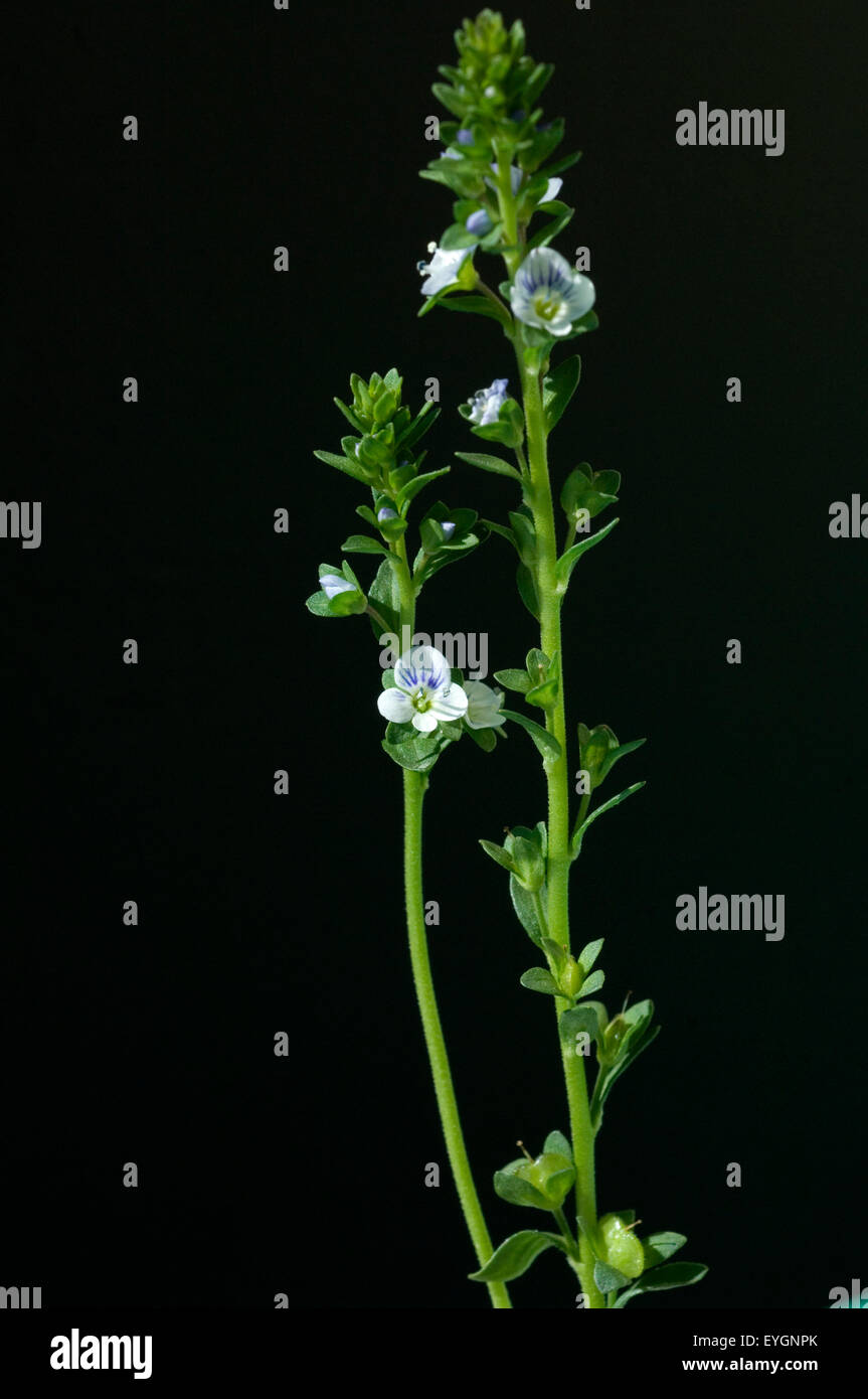 Persischer Ehrenpreis, Veronica, persica Stock Photo - Alamy