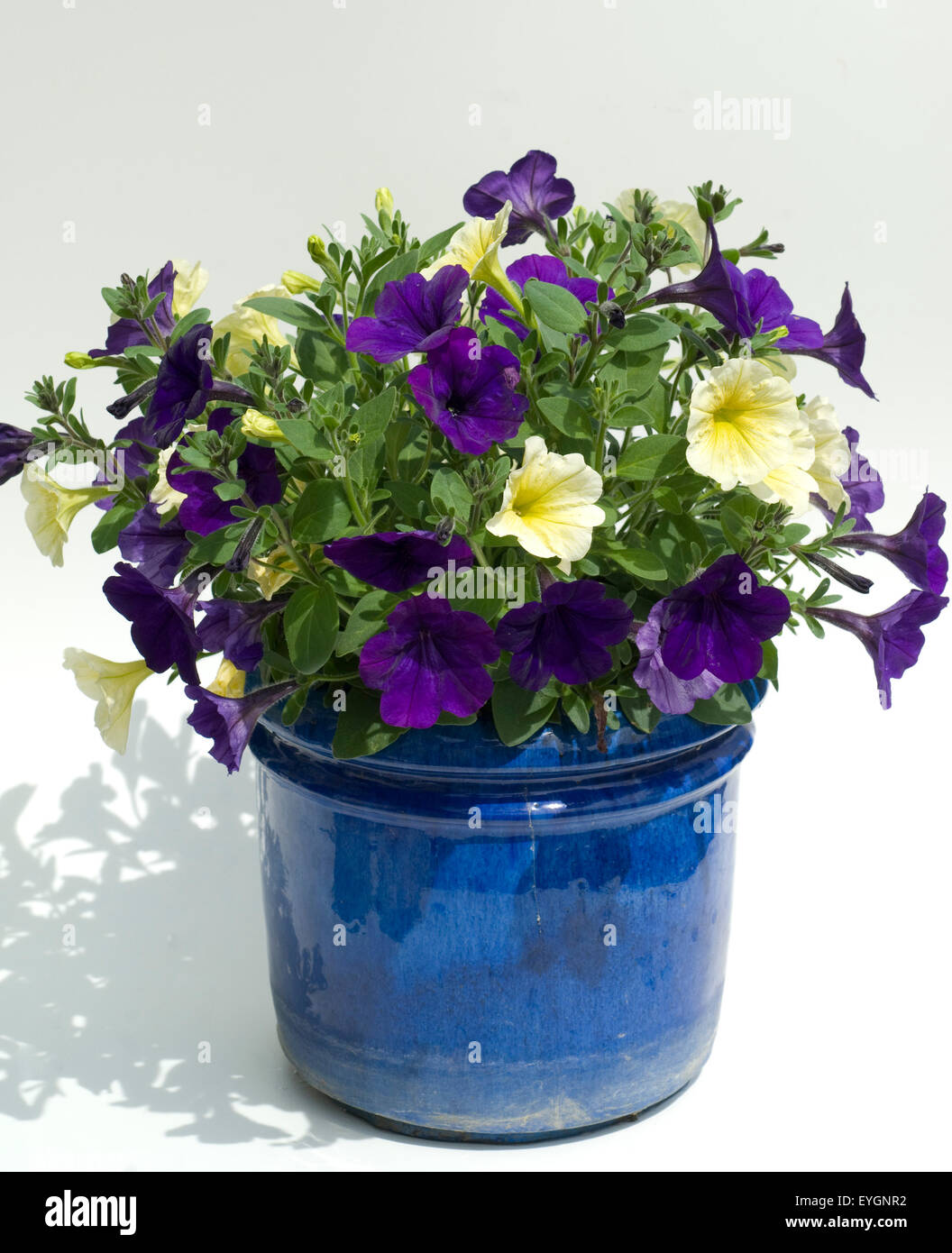 Surfina Petunia High Resolution Stock Photography and Images - Alamy